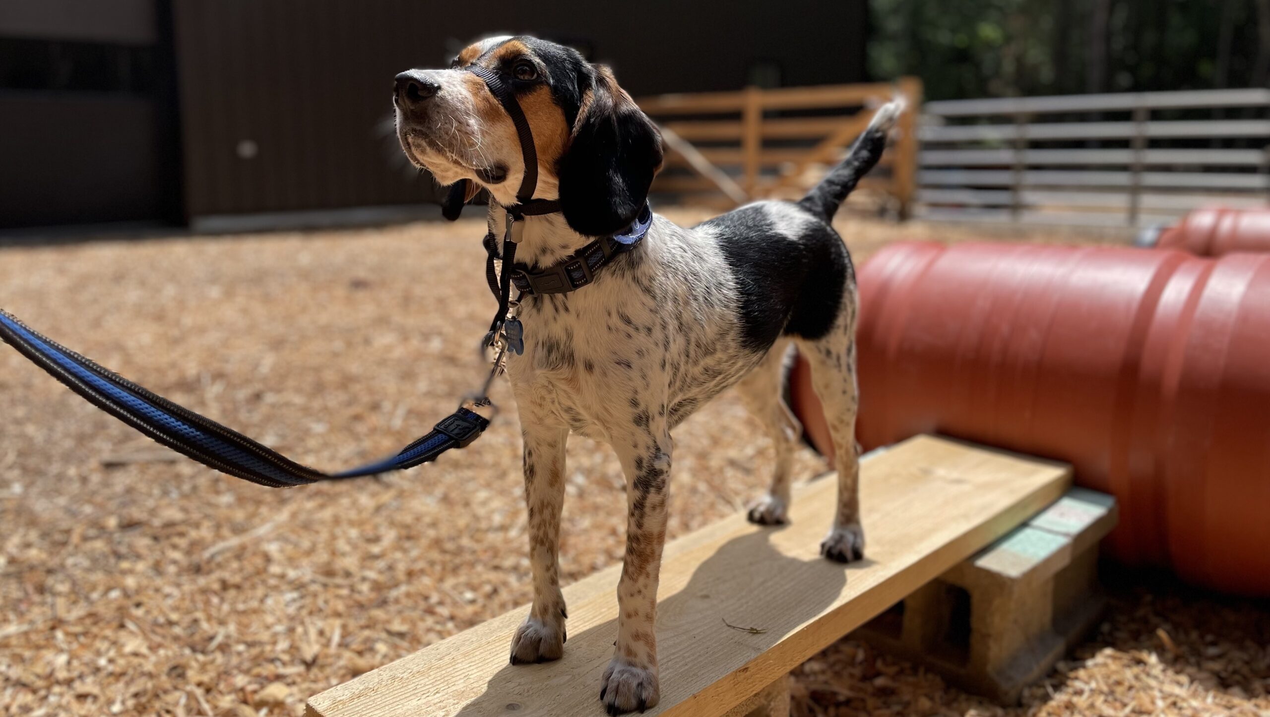 Tumblewood Canine – Positive Reinforcement Dog Training Services