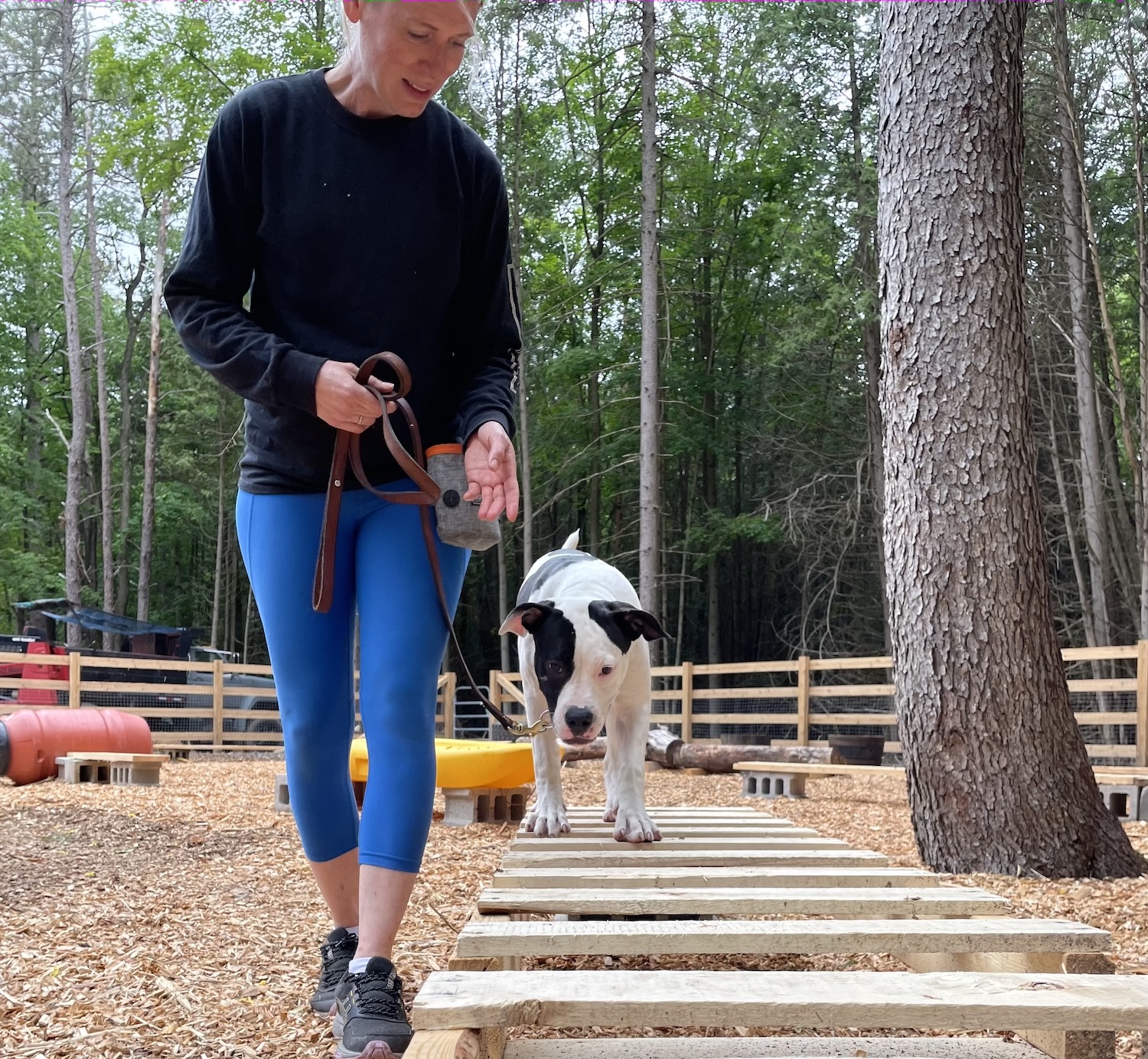 Puppy Development Program – Tumblewood Canine